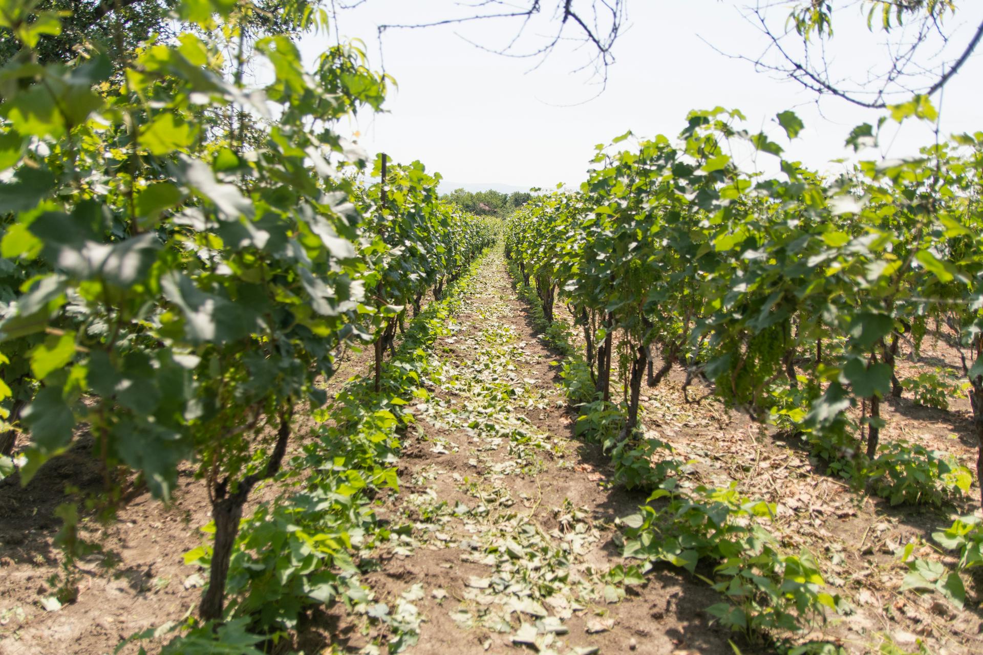 263 Narrow : l'allié des espaces réduits | Captain France Mr Jardinage